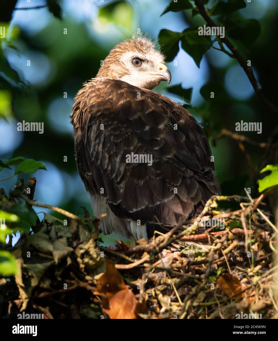 Buzzard chick nearly fully grown on the nest almost ready to fledge ...