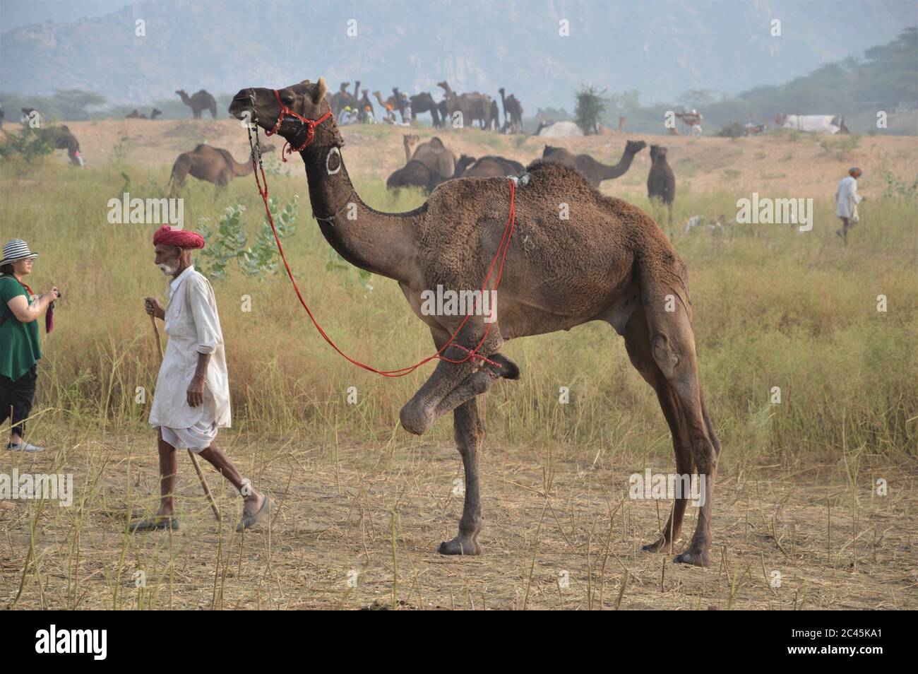 Pushkar camel fair, India Stock Photo - Alamy