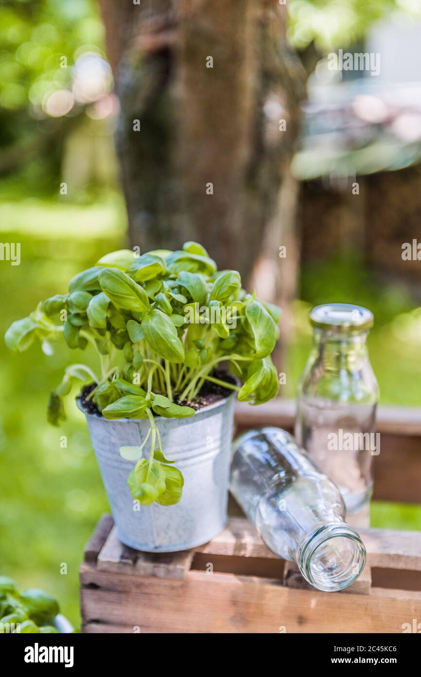 Basil glass hi-res stock photography and images - Alamy