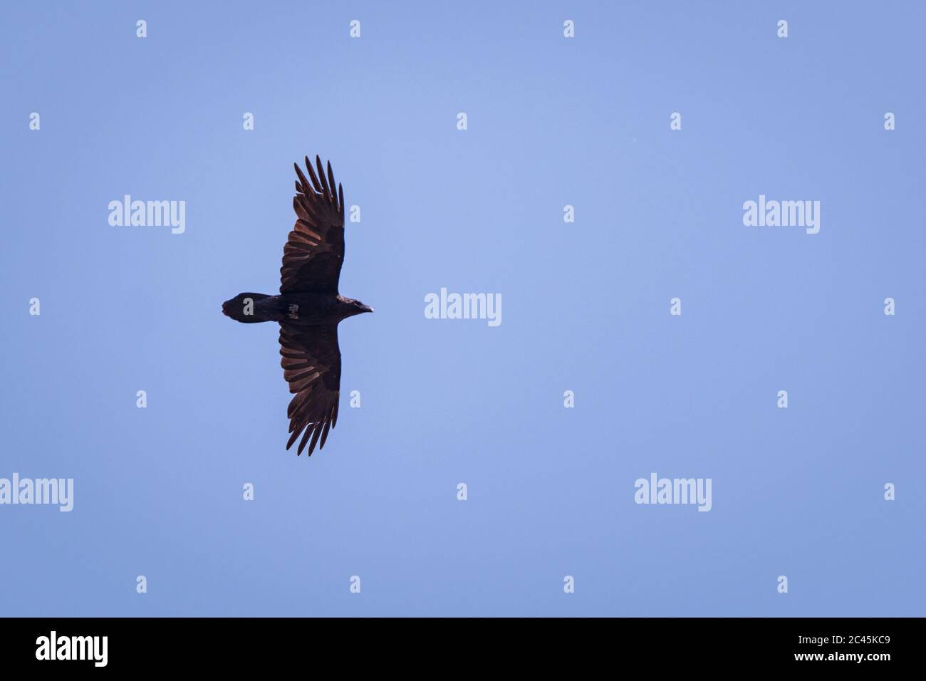 Shot of the majestic and fierce buzzard flying in the blue clear sky ...