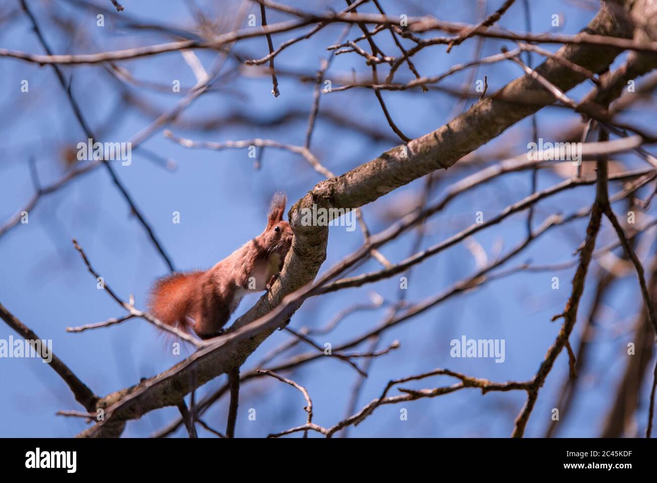 Low angle shot of an adorable brown squirrel standing on a tree branch ...