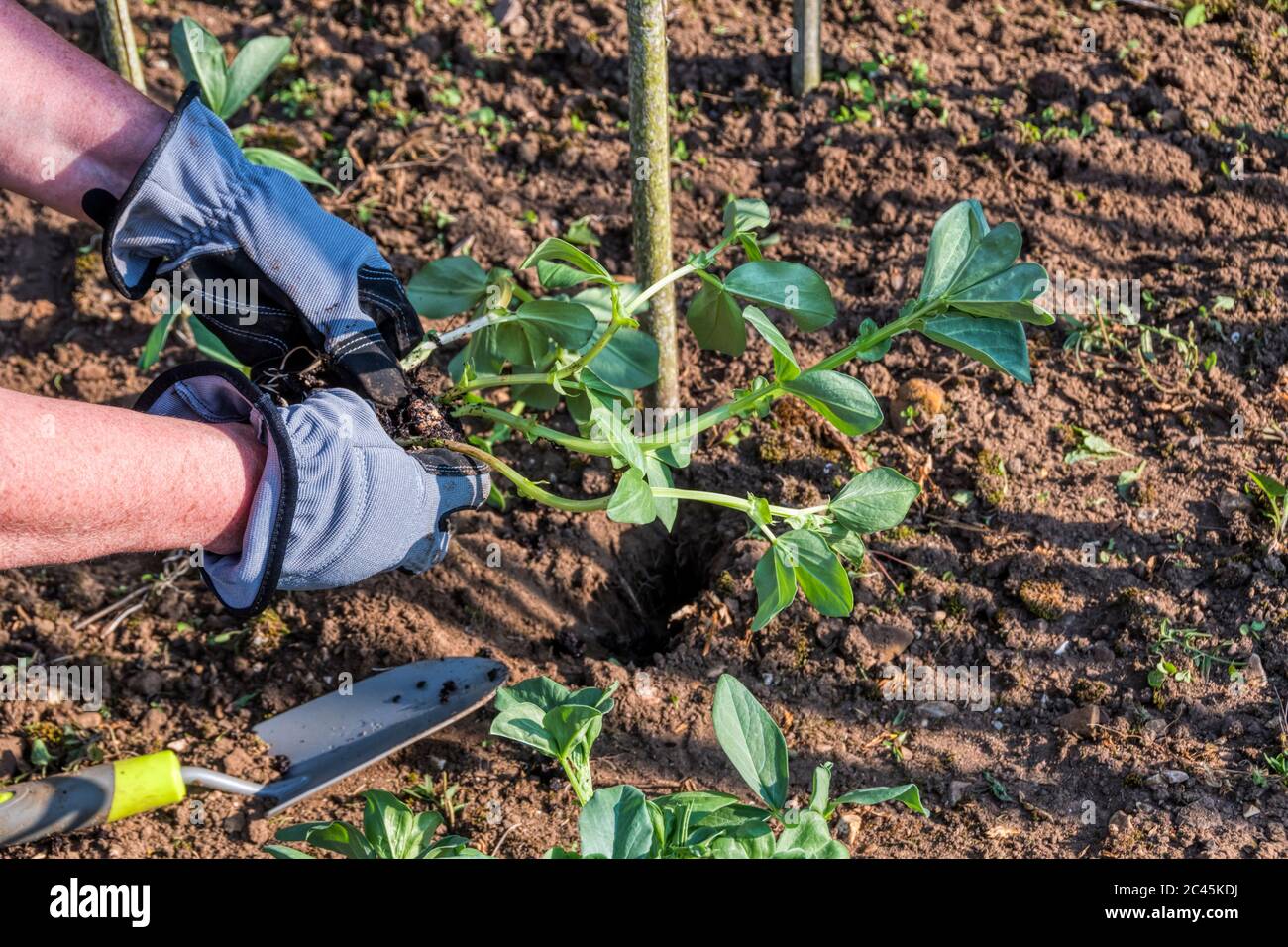 Planting out Dreadnought broad bean plants in a garden vegetable plot ...