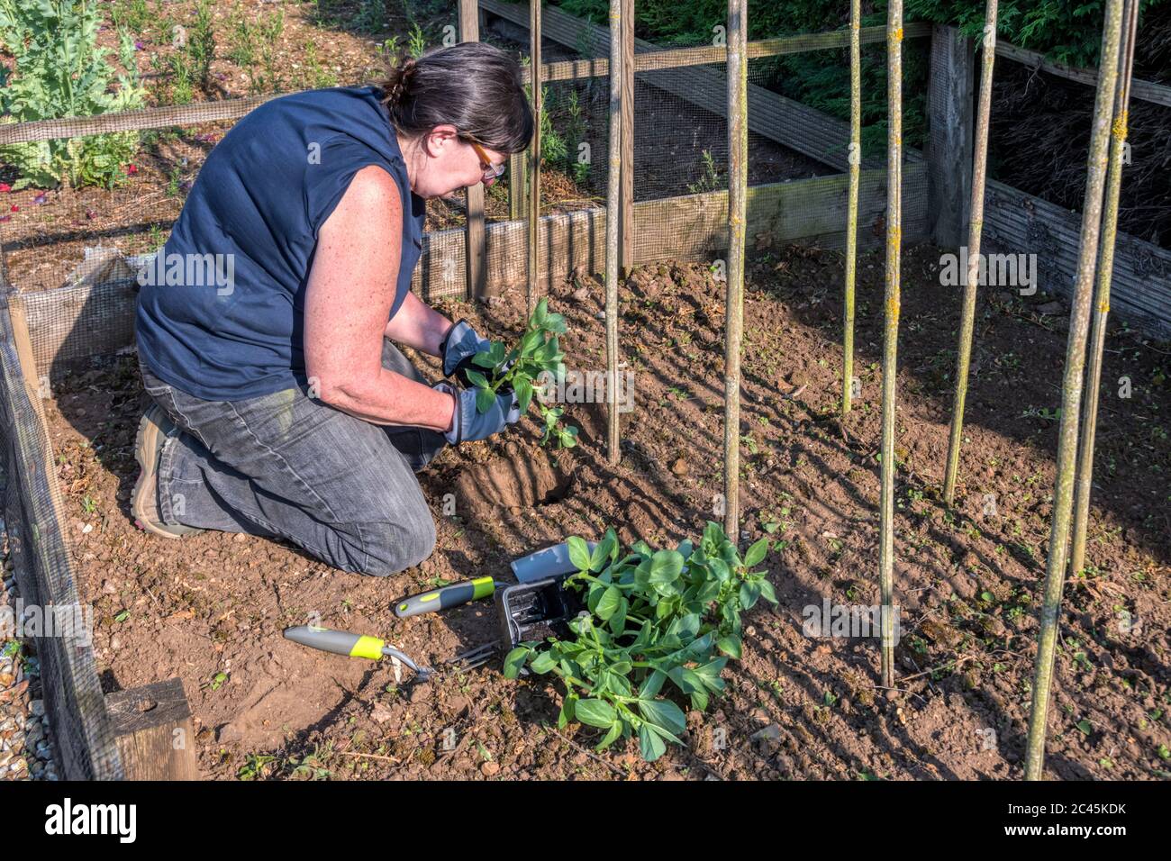 Planting out Dreadnought broad bean plants in a garden vegetable plot ...