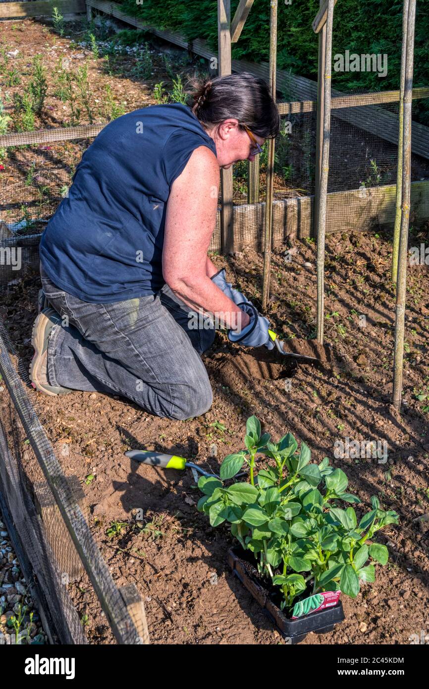 Planting out Dreadnought broad bean plants in a garden vegetable plot ...