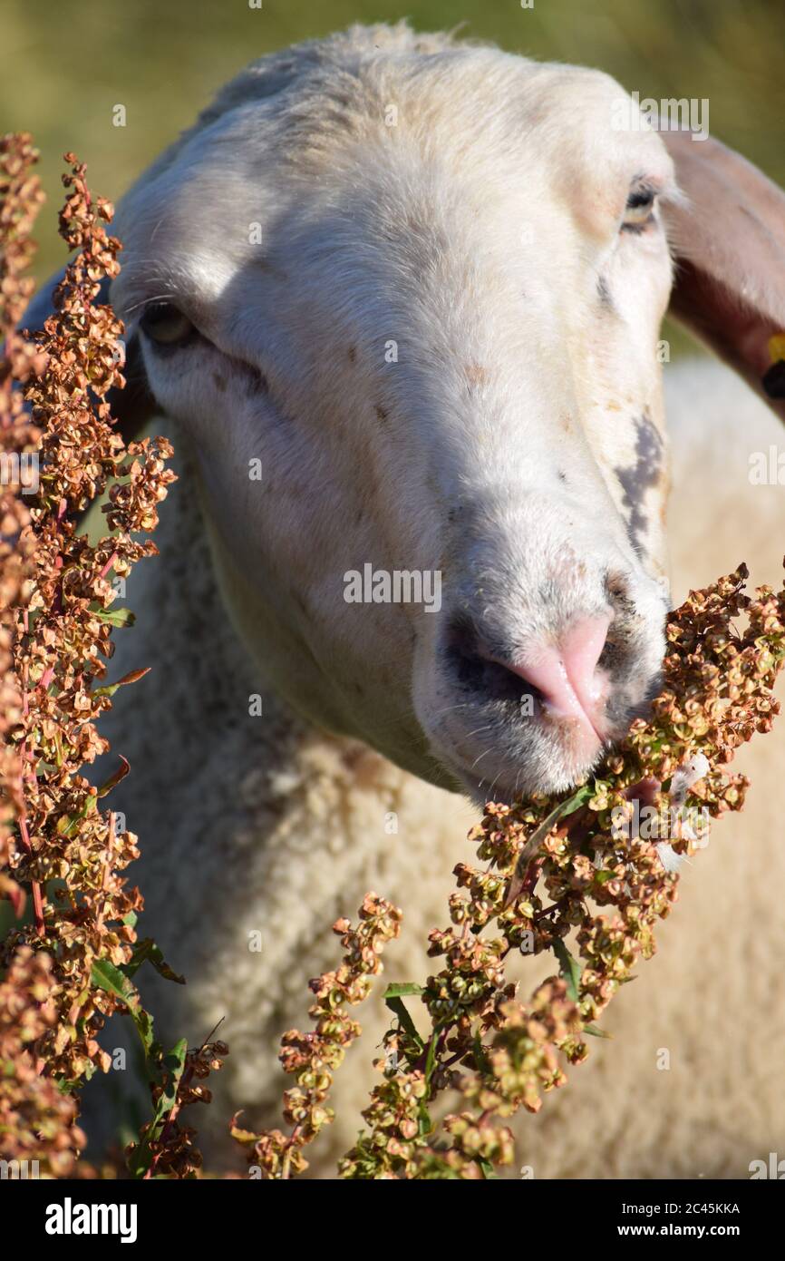 Sheep Sorrel High Resolution Stock Photography and Images - Alamy