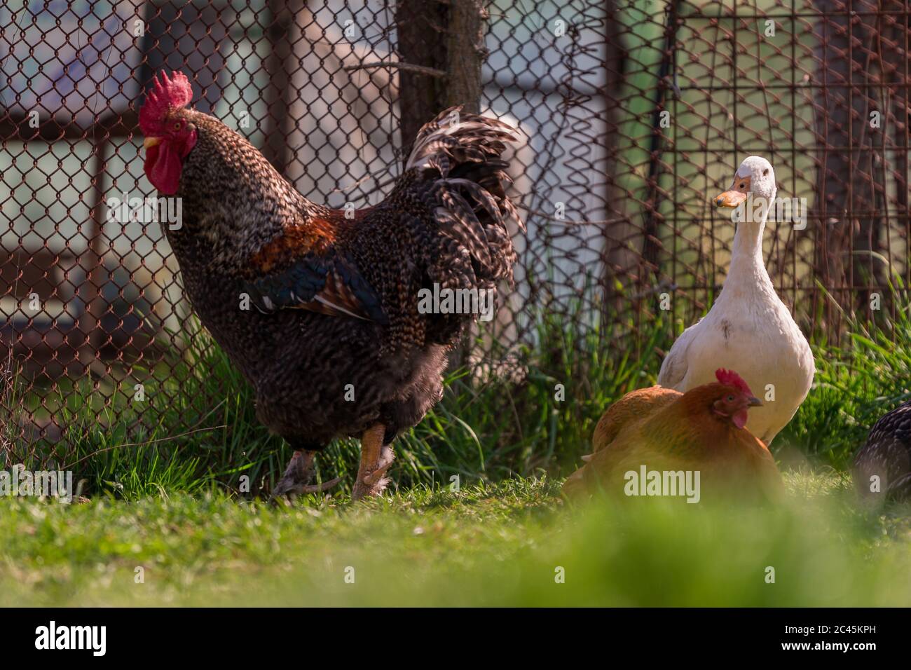 Shot of a colorful and patterned rooster, a brown feathered hen and a ...
