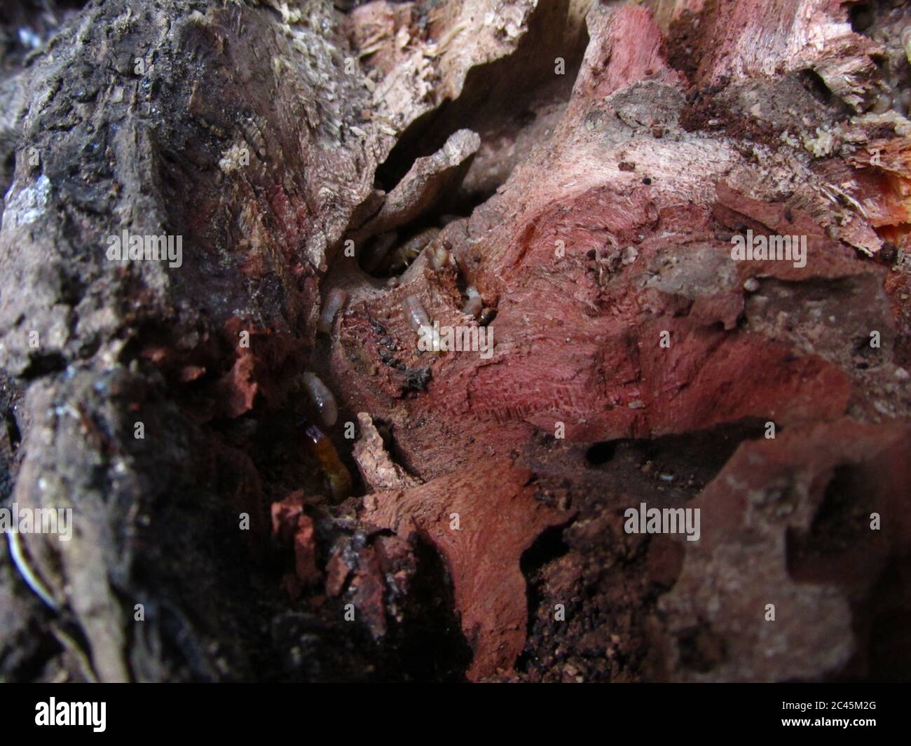 Closeup shot of the tree trunk infested with termites captured in Malta ...