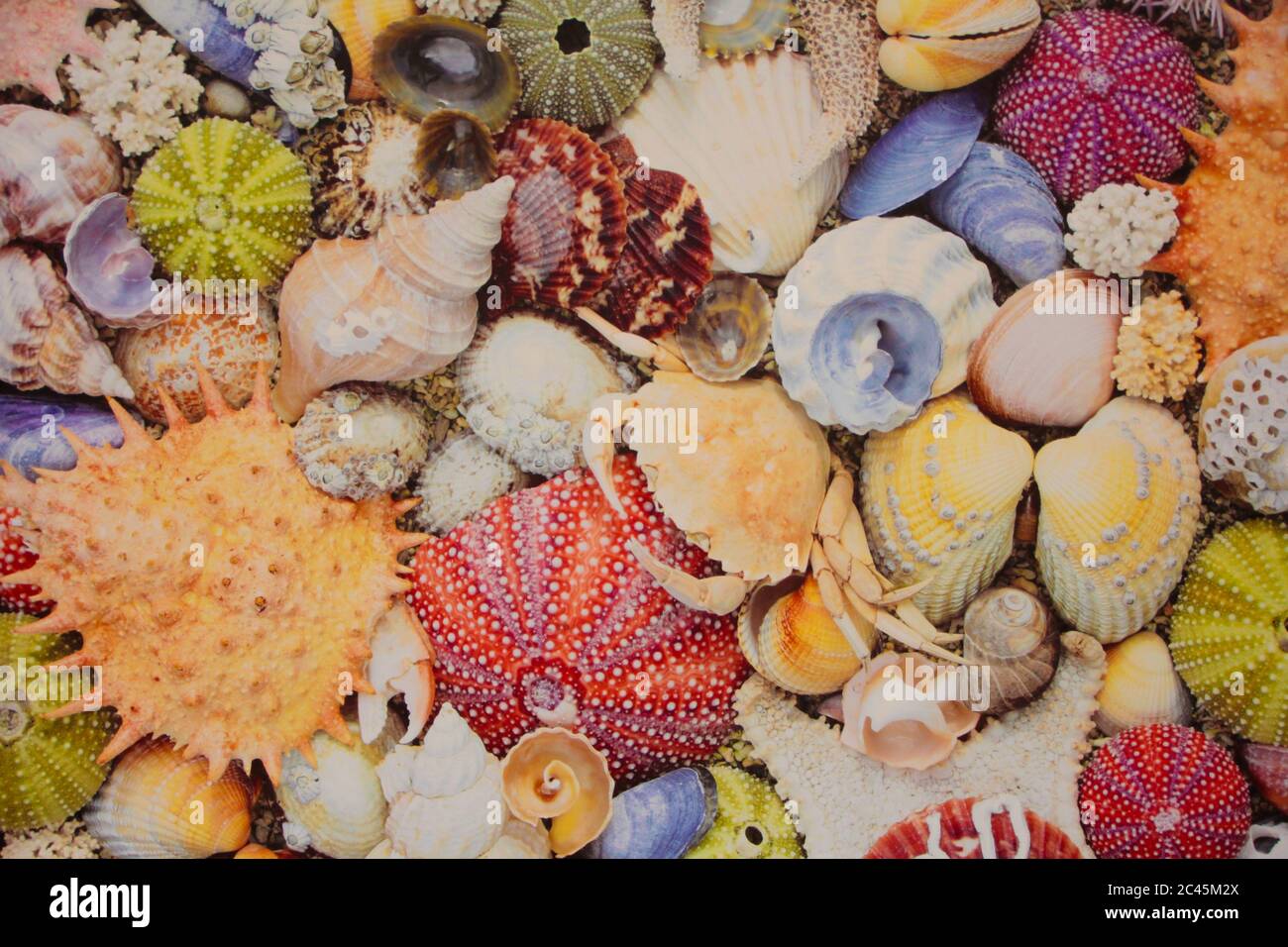 Different conch shells Stock Photo - Alamy