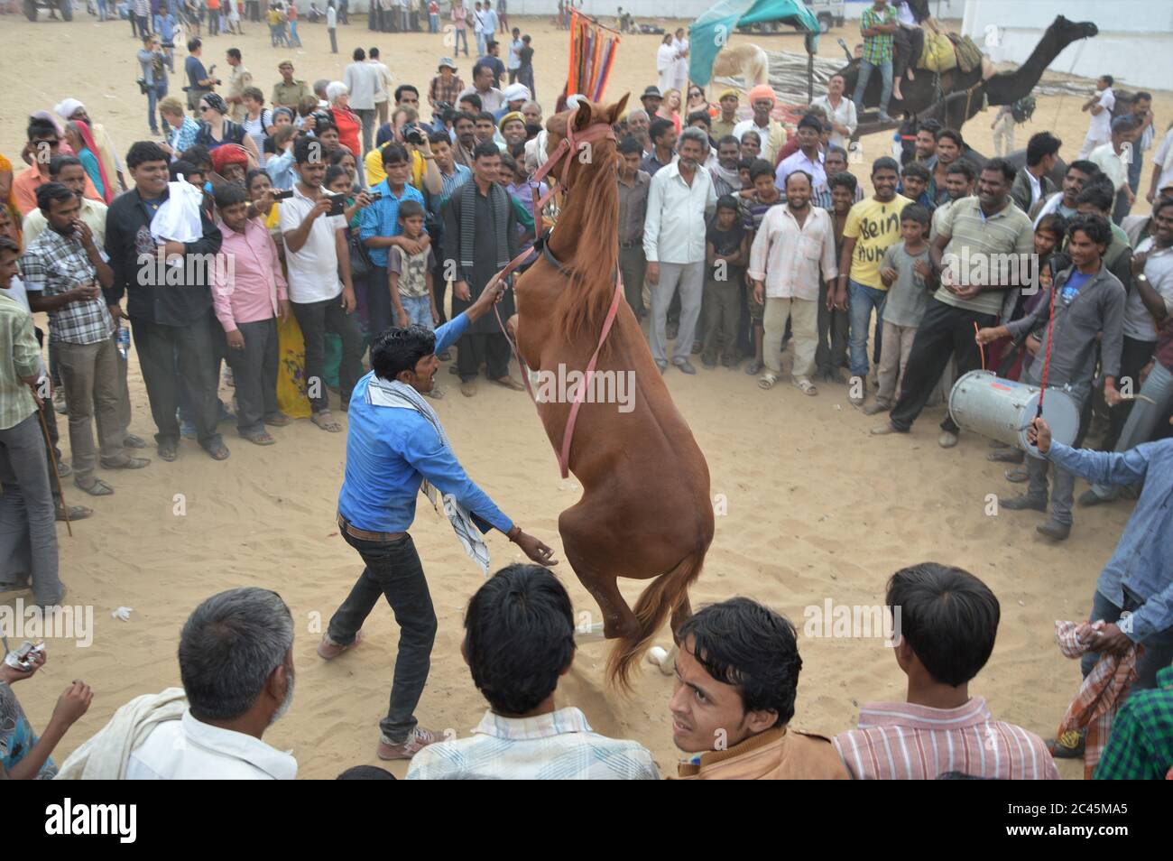 Horse dancing, Pushkar camel fair, India Stock Photo - Alamy