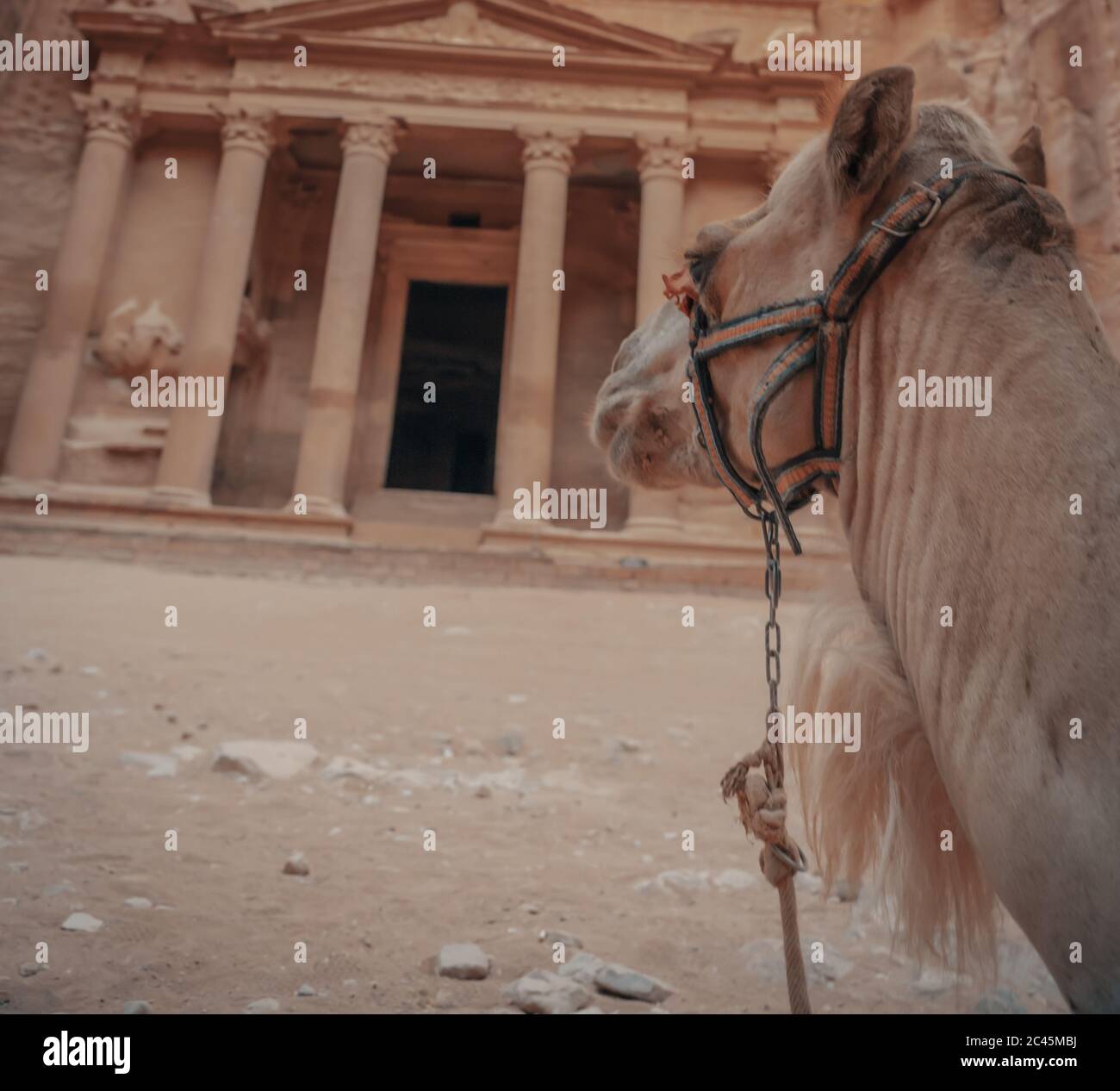 Head of a camel in front of the historic Petra Wadi in Jordan Stock ...