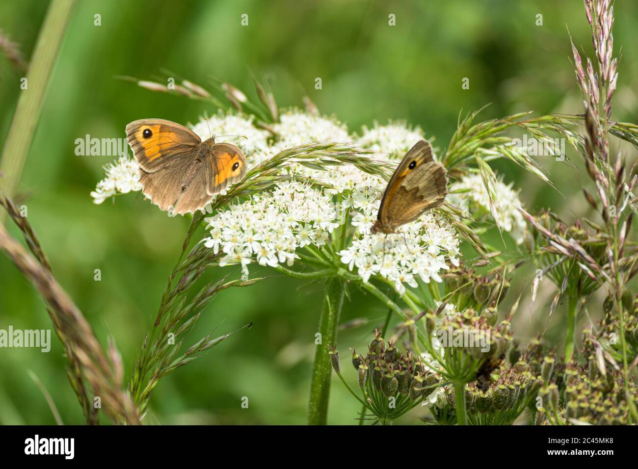 Meadow for insects hi-res stock photography and images - Alamy