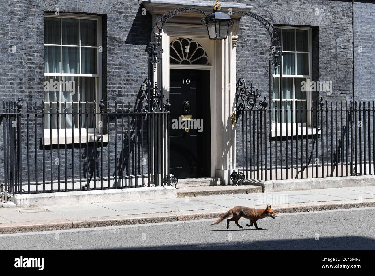 A fox walks past 10 Downing Street in London Stock Photo - Alamy