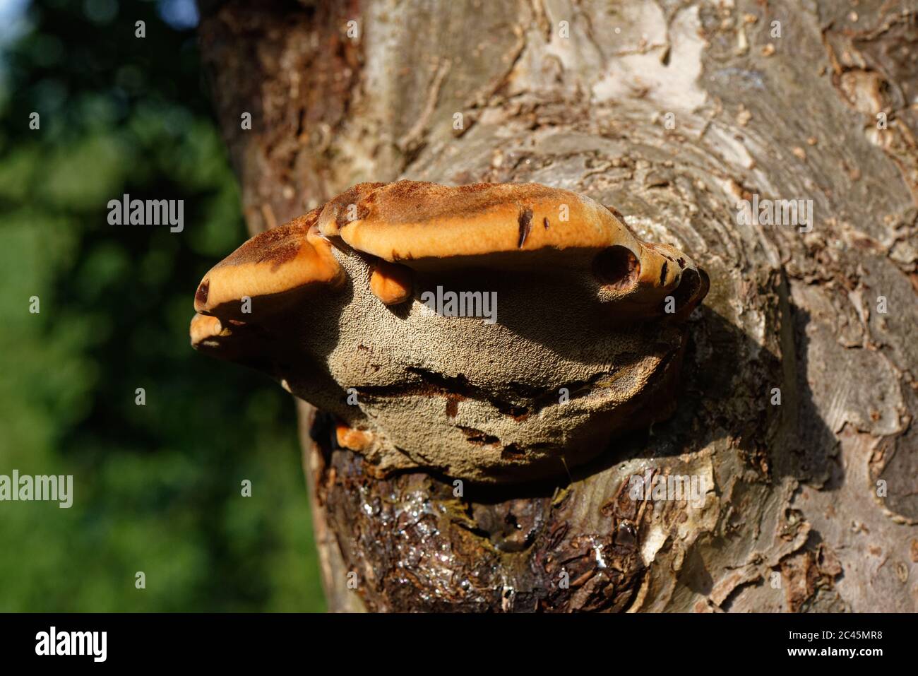 Decaying growth of a shaggy bracket fungi protruding from the trunk of ...