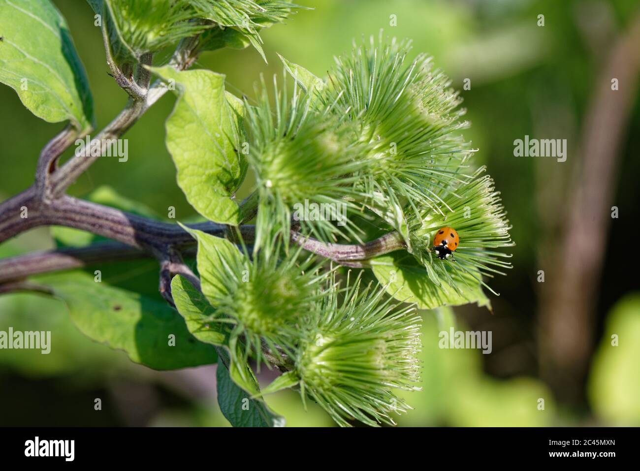 Ladybird beetle crawling on an early season Lesser Burdock "sticky bob ...