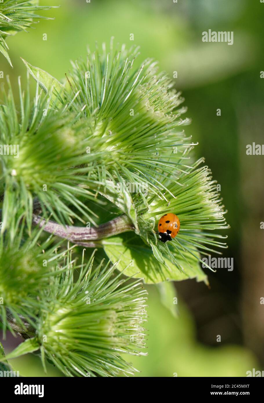 Ladybird beetle crawling on an early season Lesser Burdock "sticky bob ...