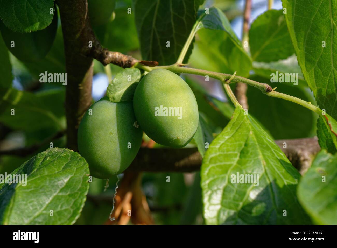 Young plums, still green, ripening on branches of a plum tree, shallow ...