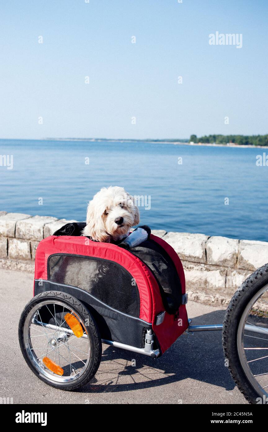 Can You Put Dog In A Human Bike Trailer