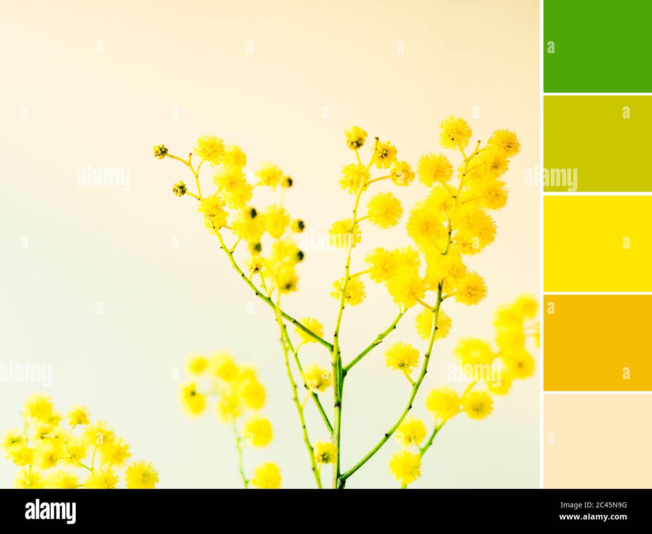 Beautiful branch of yellow mimosa flower. Color swatch Stock Photo - Alamy