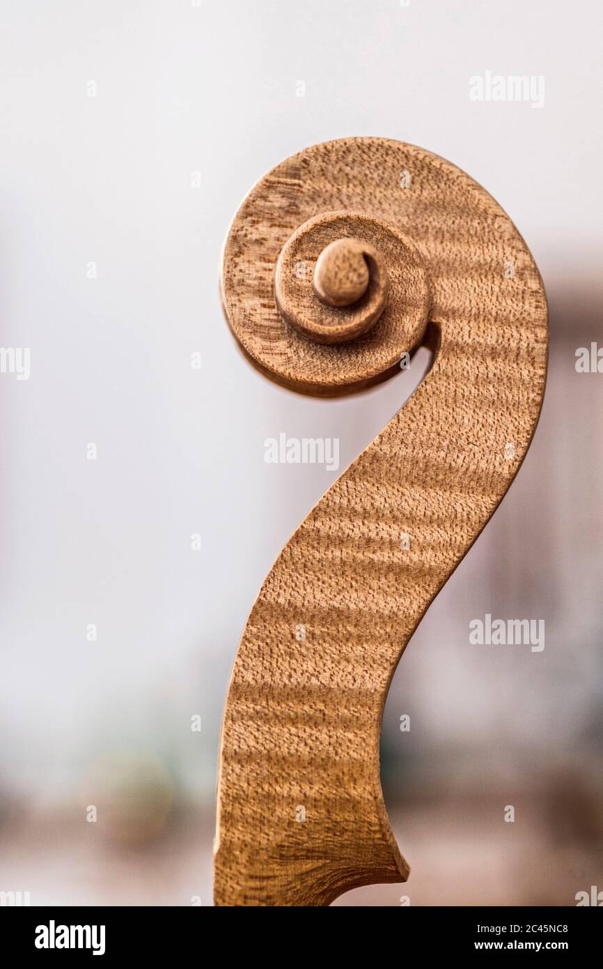 Violin snail hi-res stock photography and images - Alamy