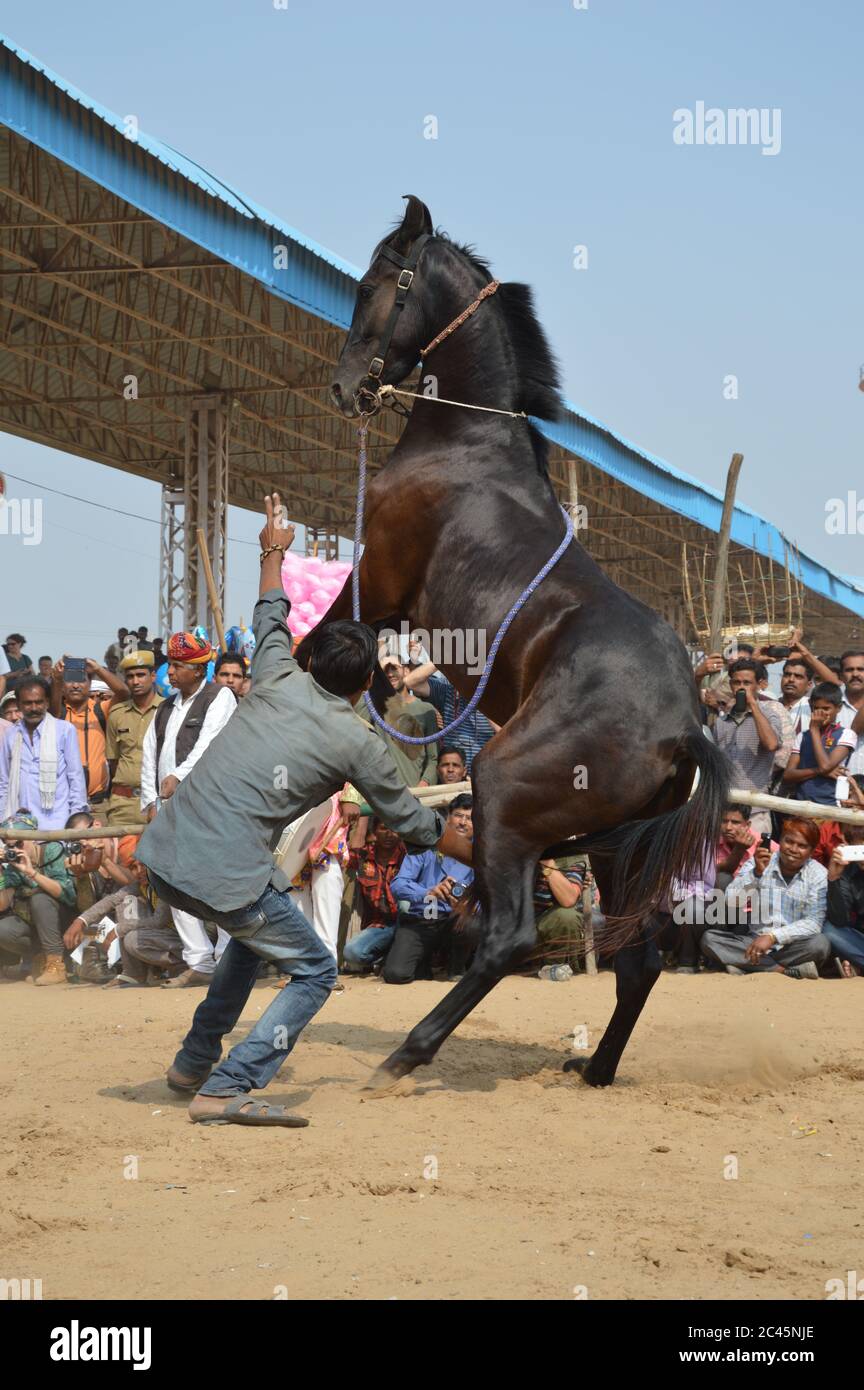 Horse dancing, Pushkar camel fair, India Stock Photo - Alamy