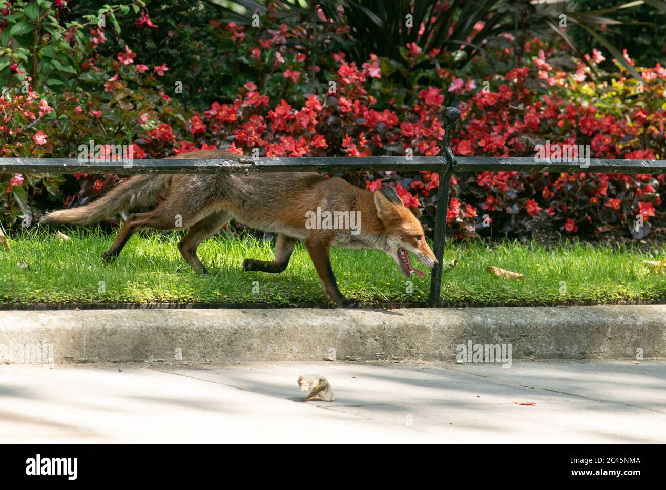 WESTMINSTER LONDON, UK. 24 June 2020. A feral fox appears at Downing ...