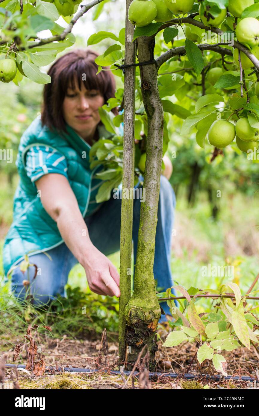 Woman on an apple tree Stock Photo - Alamy