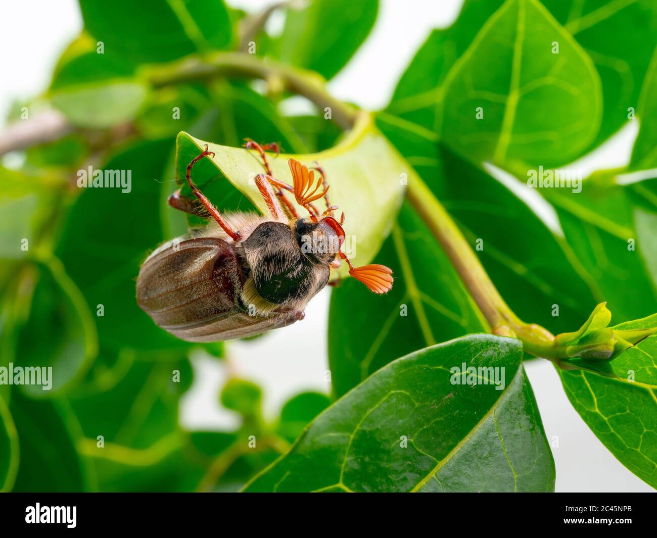 The common cockchafer Melolontha melolontha Stock Photo - Alamy