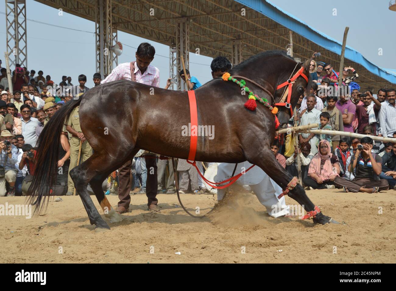 Horse dancing, Pushkar camel fair, India Stock Photo - Alamy
