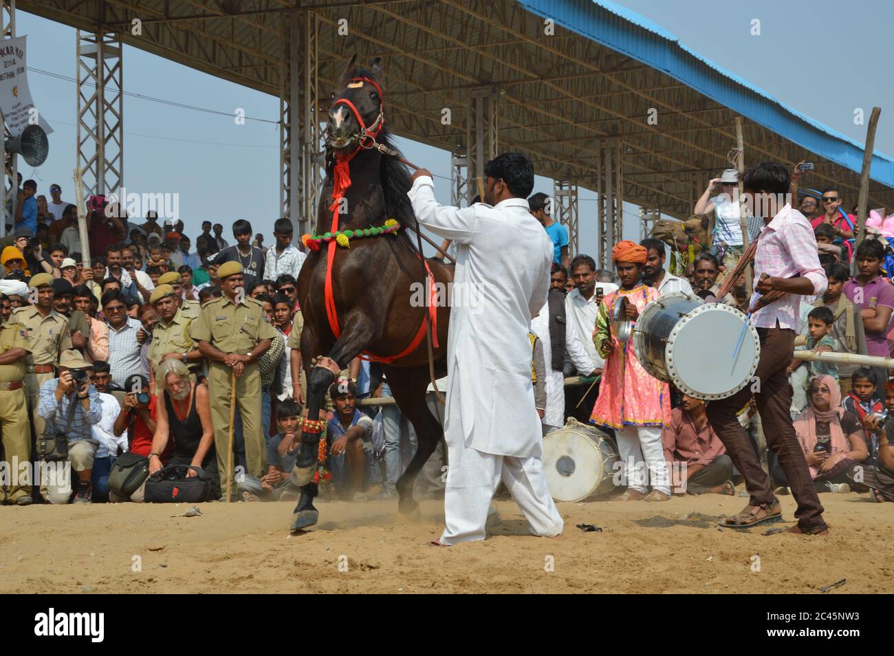 Horse dancing, Pushkar camel fair, India Stock Photo - Alamy
