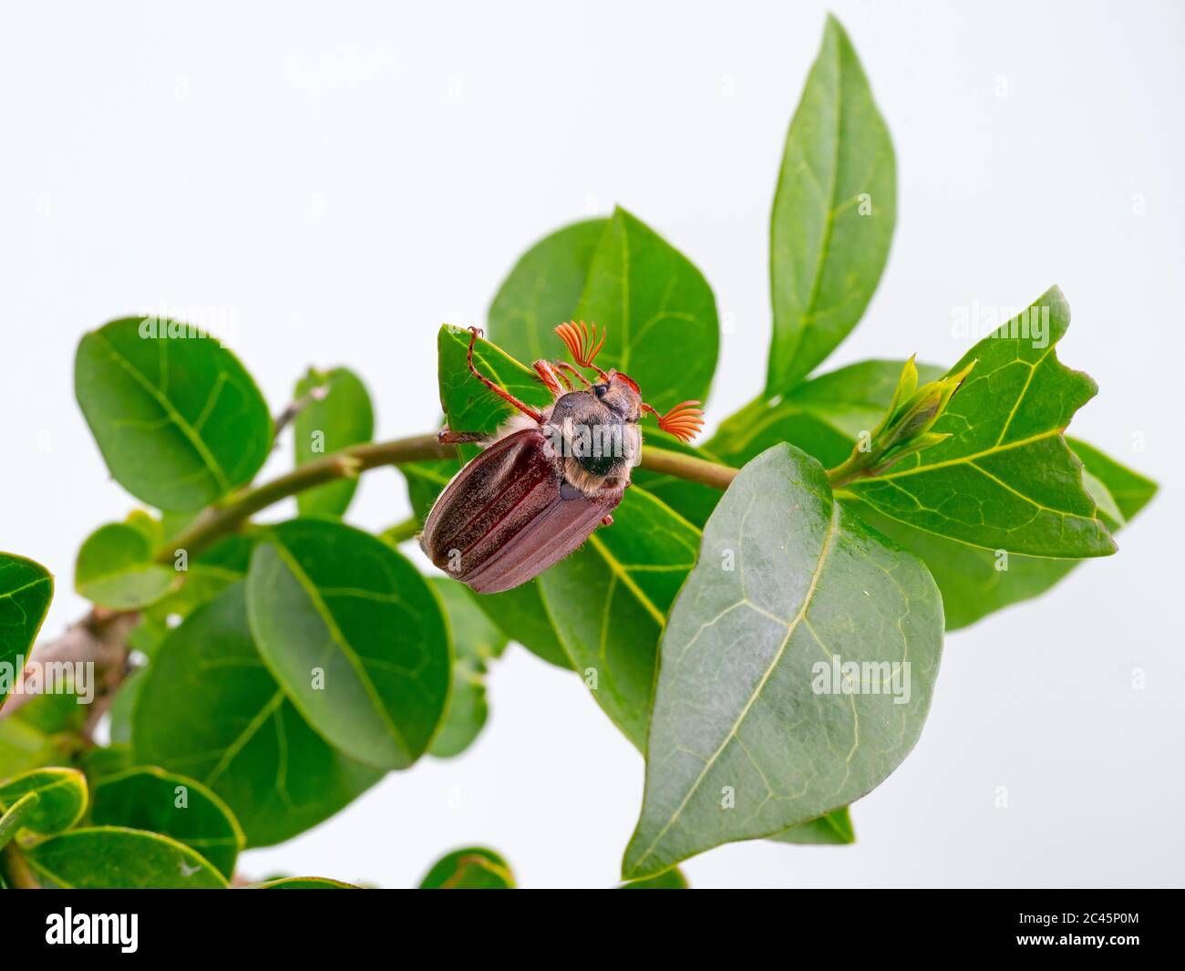 The common cockchafer Melolontha melolontha Stock Photo - Alamy