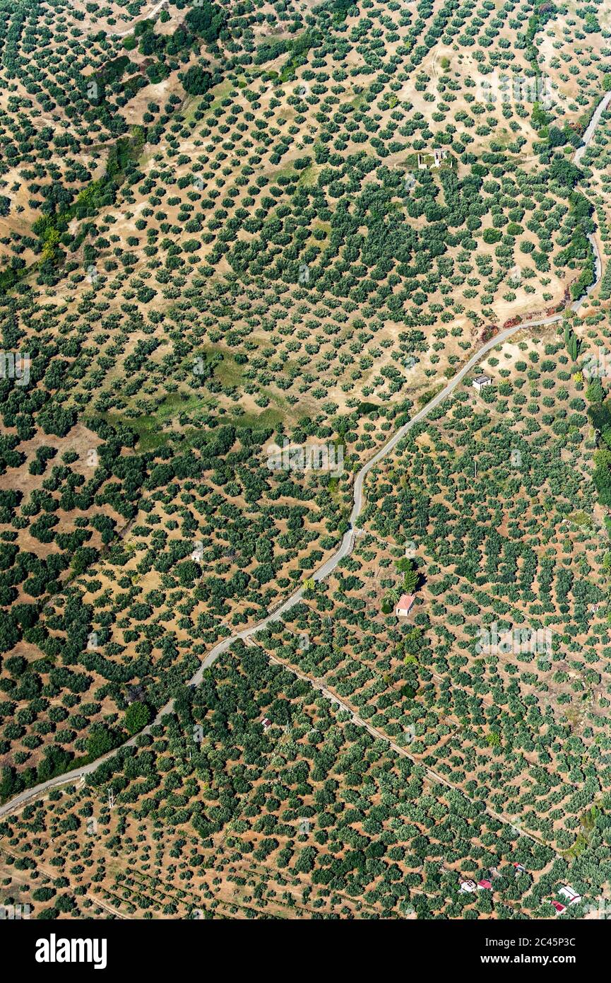Aerial view of olive trees, Calabria, Italy Stock Photo - Alamy
