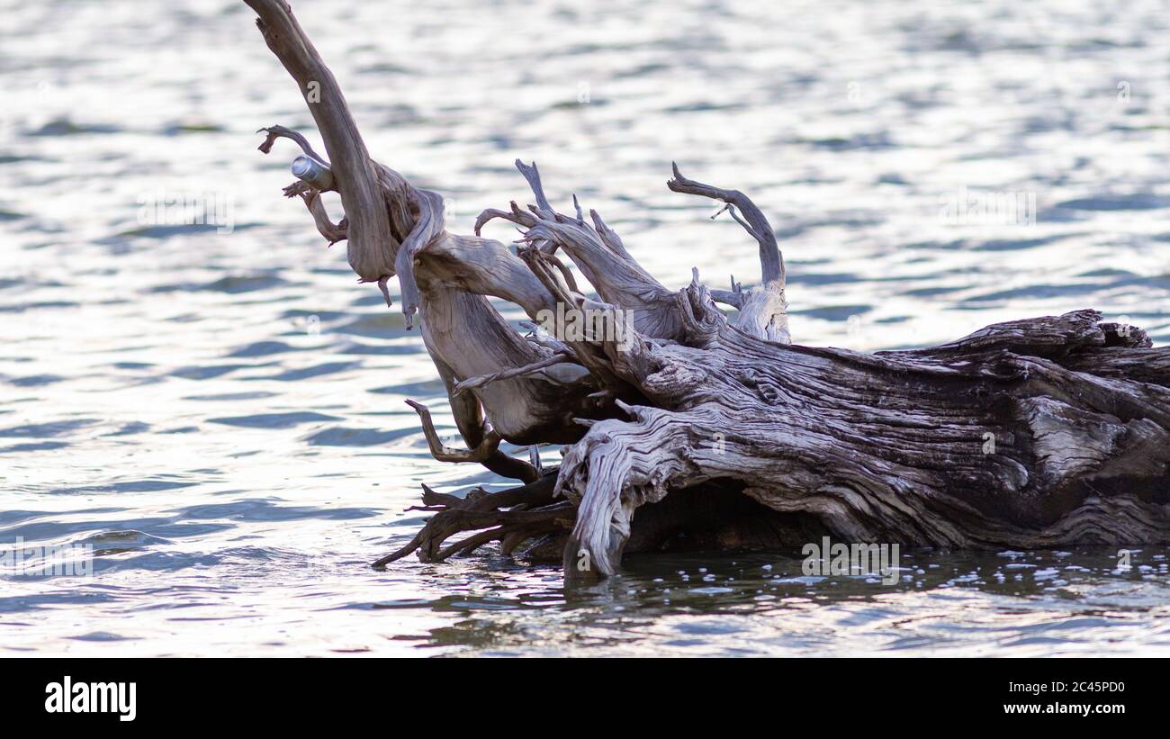The dead red gum trees in lake bonney located in Barmera in the ...