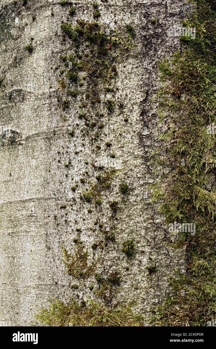 Tree - structure - background - Backgrund Stock Photo - Alamy
