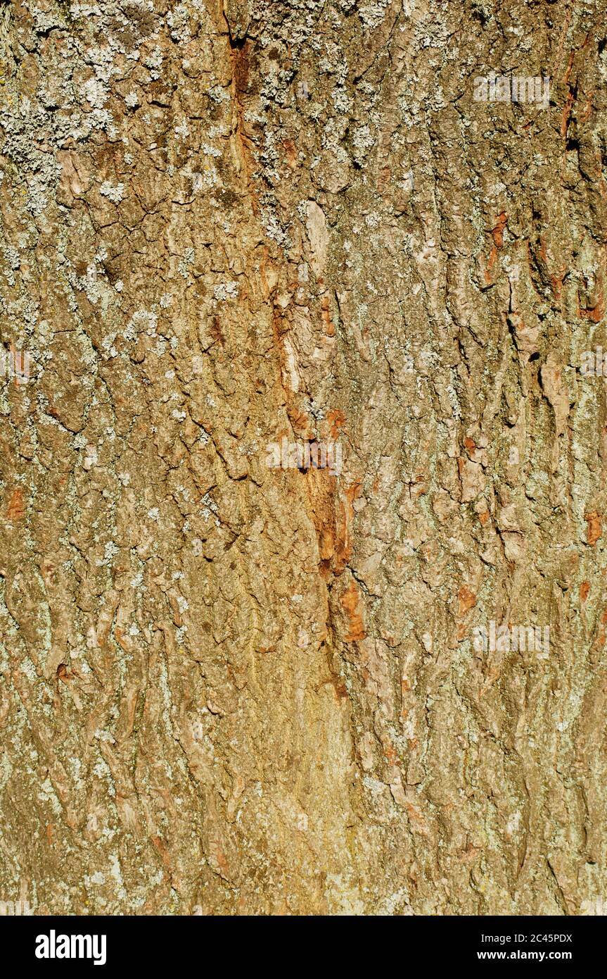 Tree structure hi-res stock photography and images - Alamy