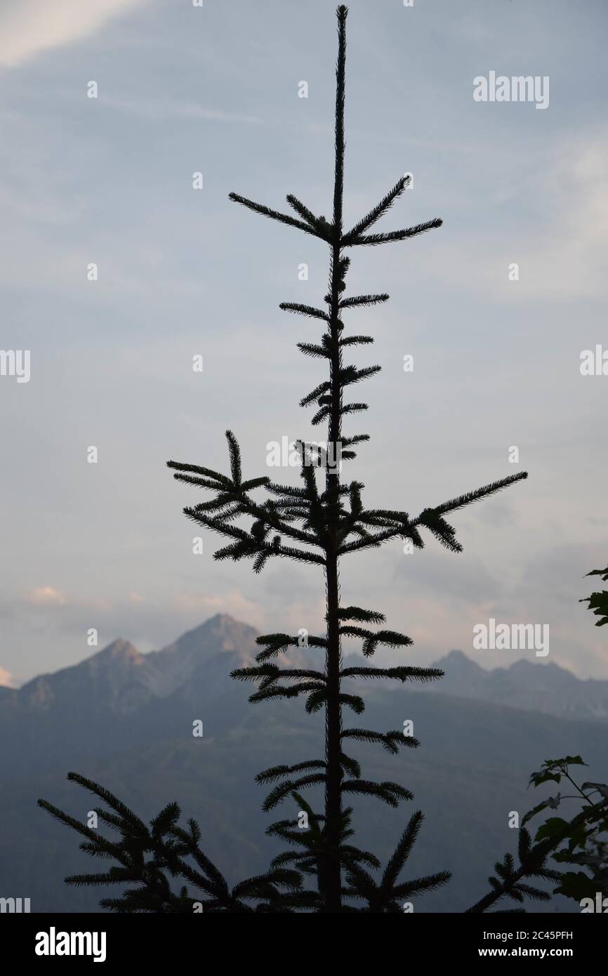 Closeup of a lone fir tree with mountain landscape on the background ...