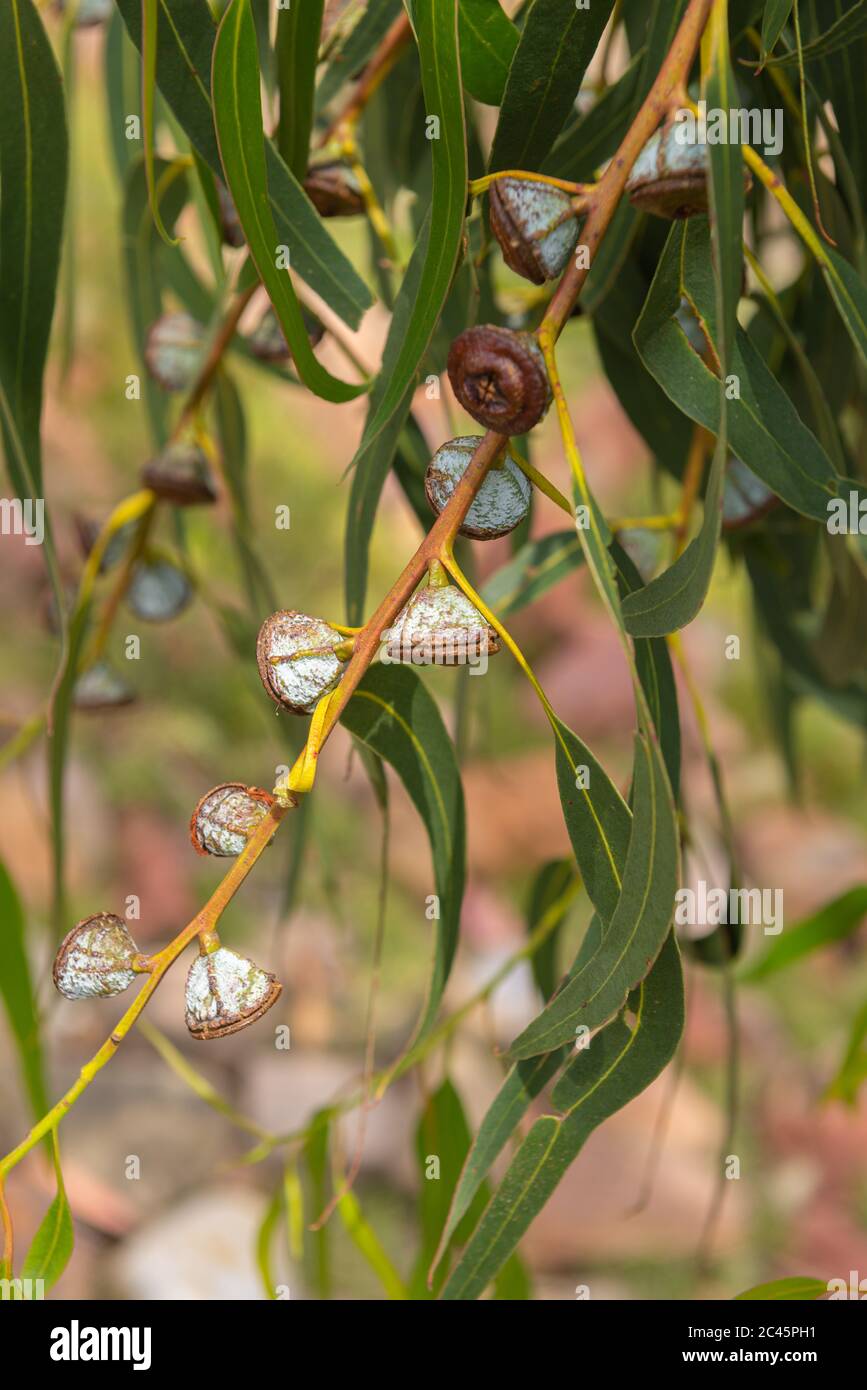 fruits hanging from a tree, village of Potolo, Departamento Chuquisaca ...