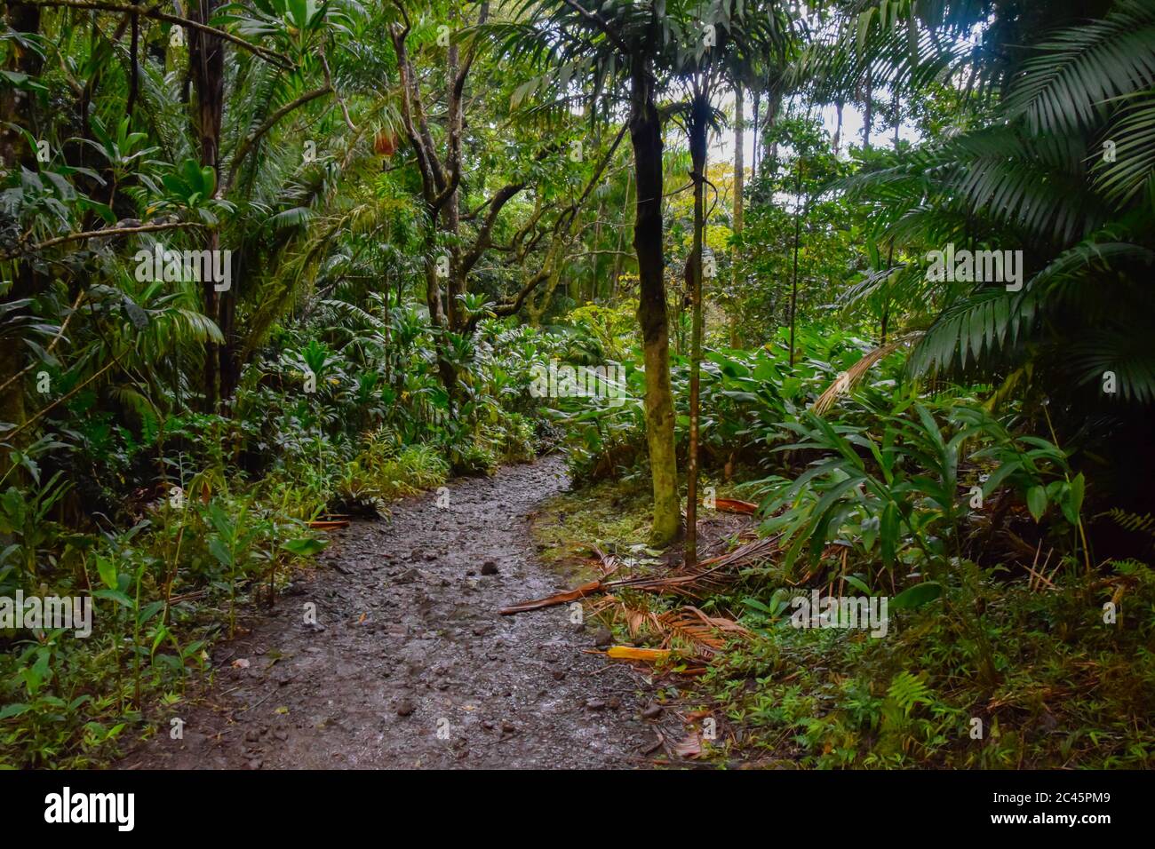 Narrow pathway in a forest surrounded by greenery Stock Photo - Alamy