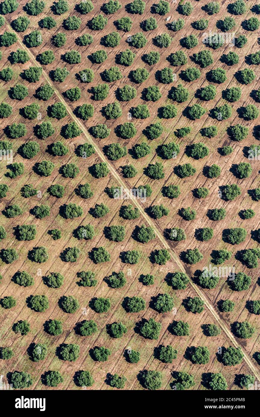 Aerial view of olive trees, Calabria, Italy Stock Photo - Alamy