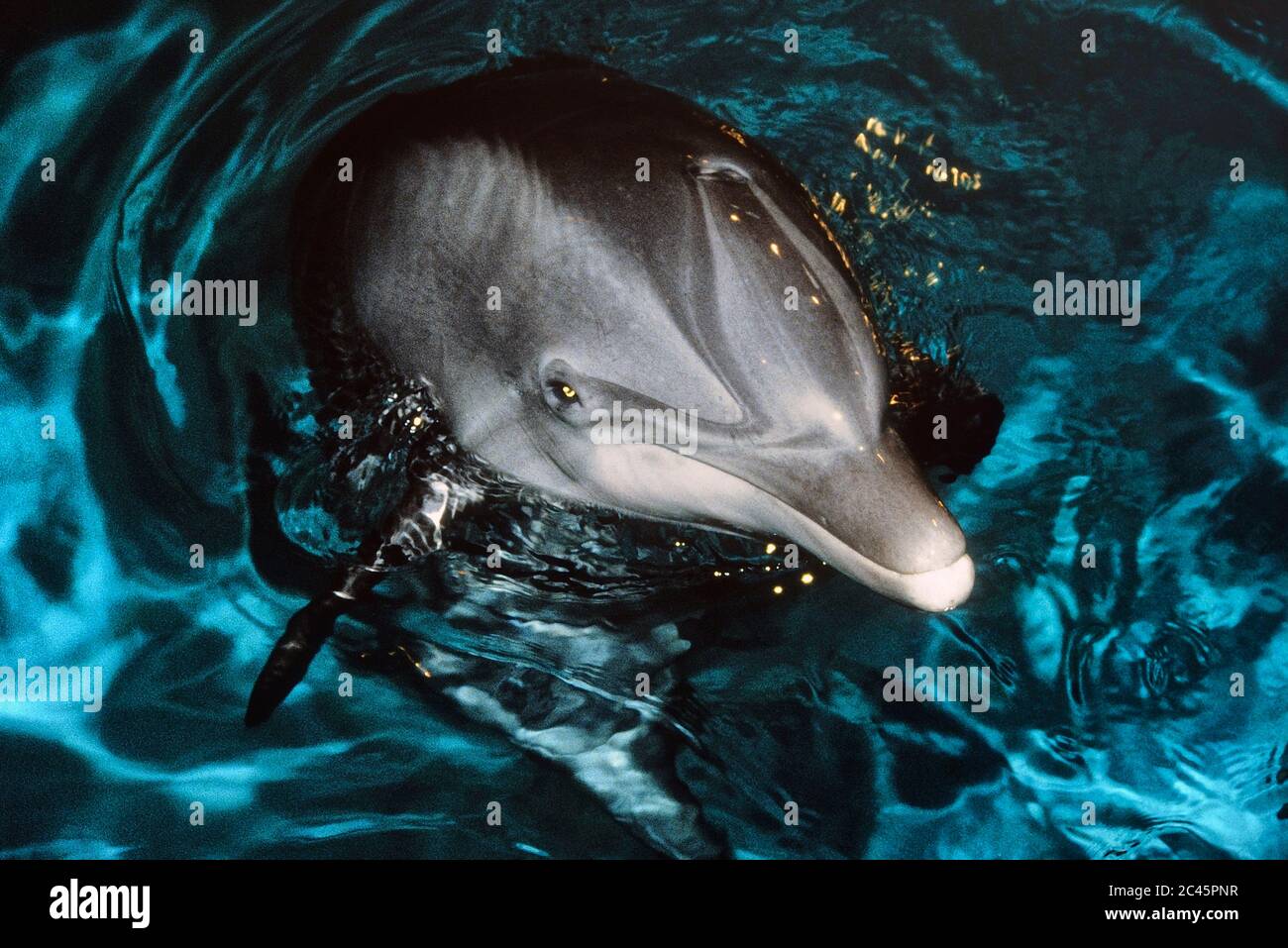 A captive dolphin at The Dolphinarium at Brighton Aquarium, East Sussex ...