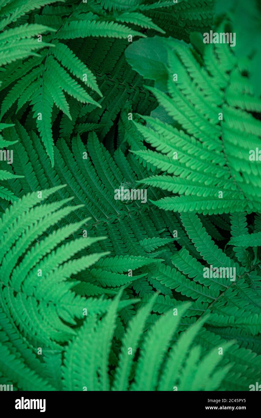 Blur abstract background of acid green fern leaves. Tropical neon green ...