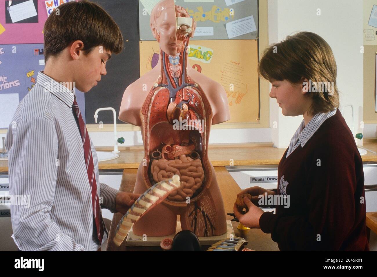 Human body anatomy model hi-res stock photography and images - Alamy