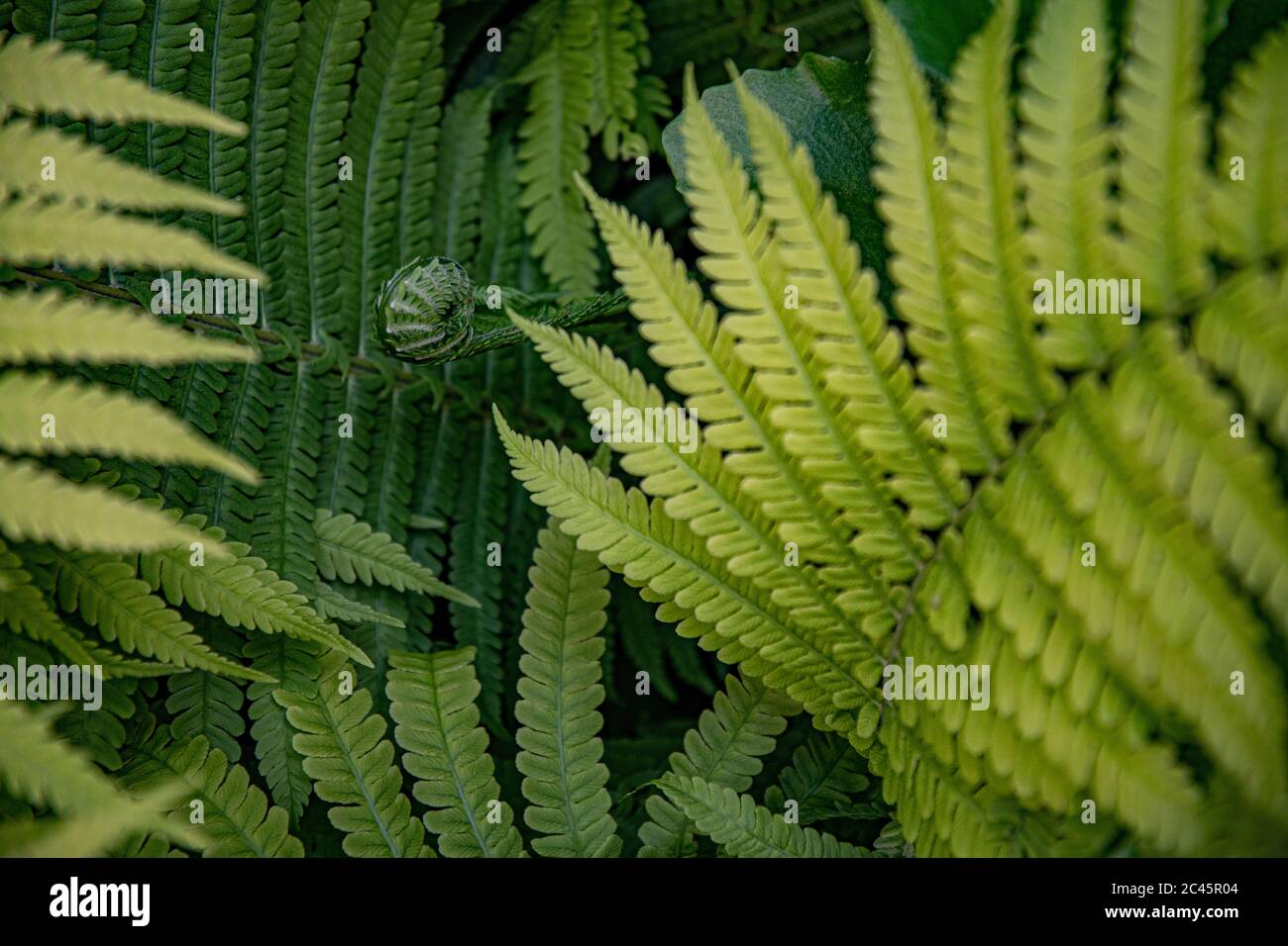 Blur curved texture hi-res stock photography and images - Alamy