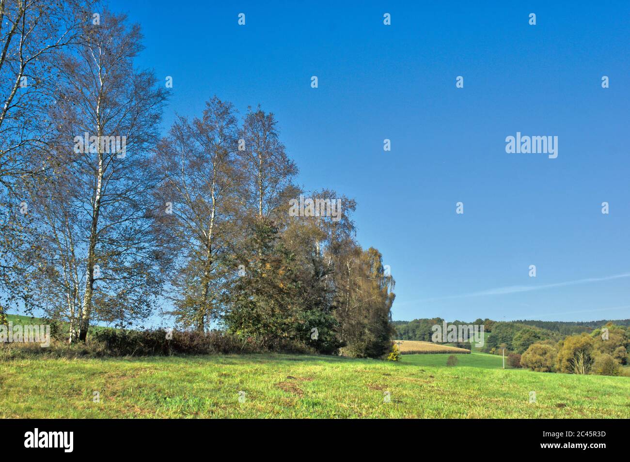 Row of trees in a hilly landscape Stock Photo - Alamy