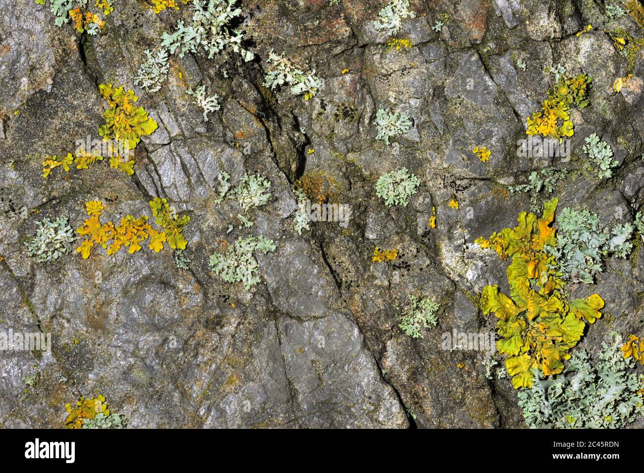Lichen on tree bark Stock Photo - Alamy
