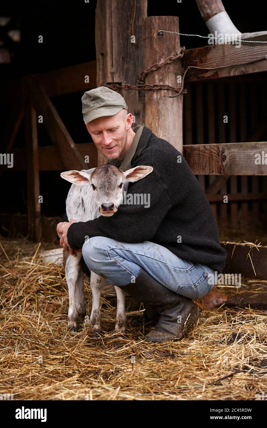 Farmer with calf in cowshed Stock Photo - Alamy
