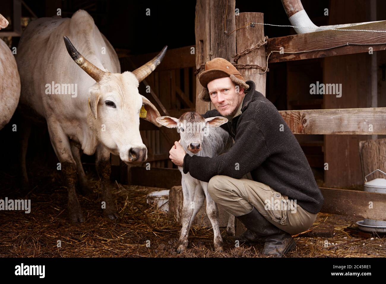 Farmer with calf in cowshed Stock Photo - Alamy