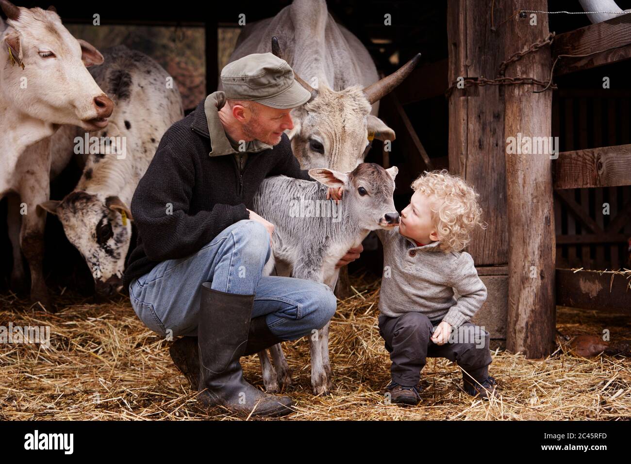 Father and son in the cowshed Stock Photo - Alamy