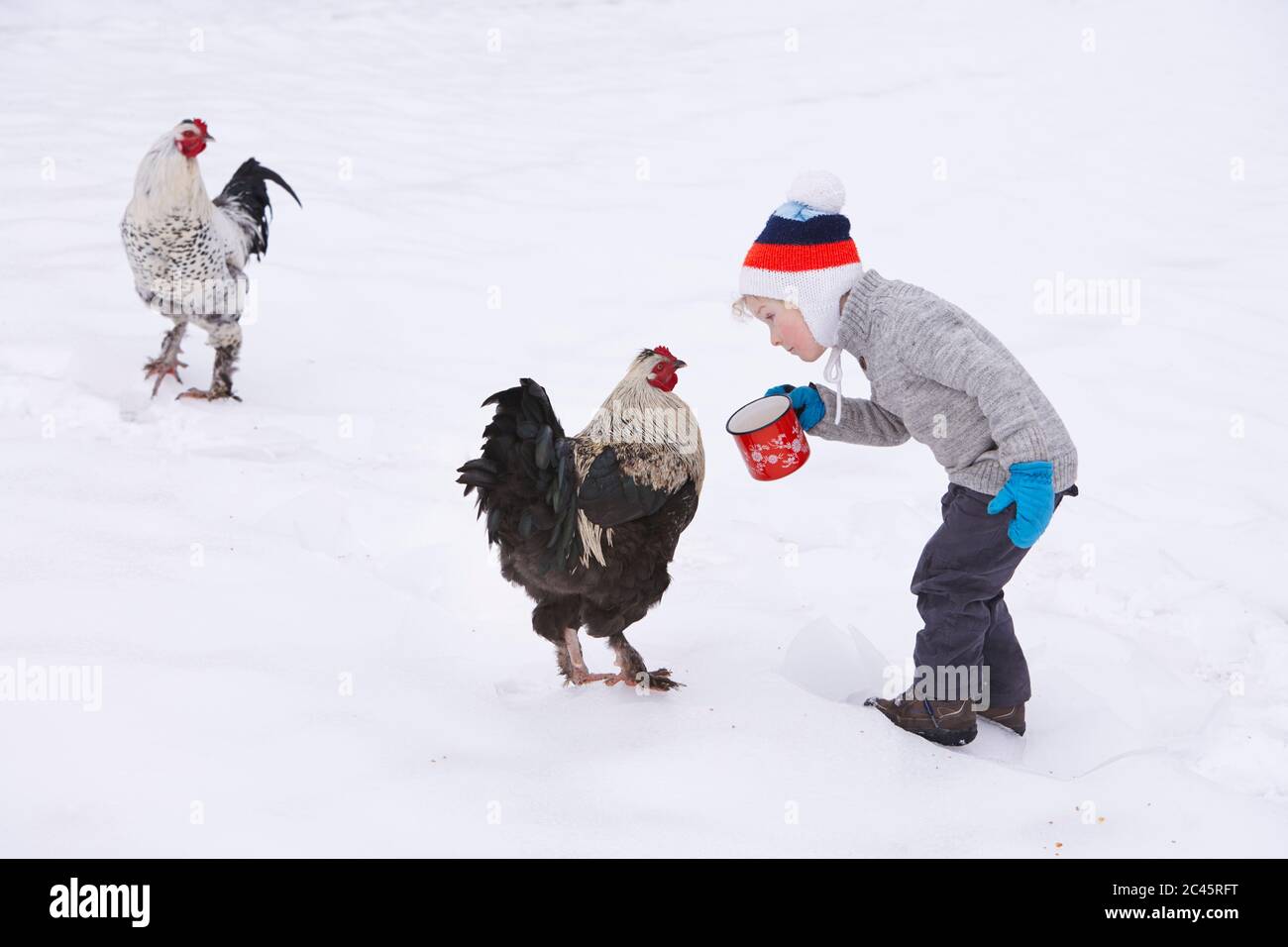 Chickens in snow hi-res stock photography and images - Alamy