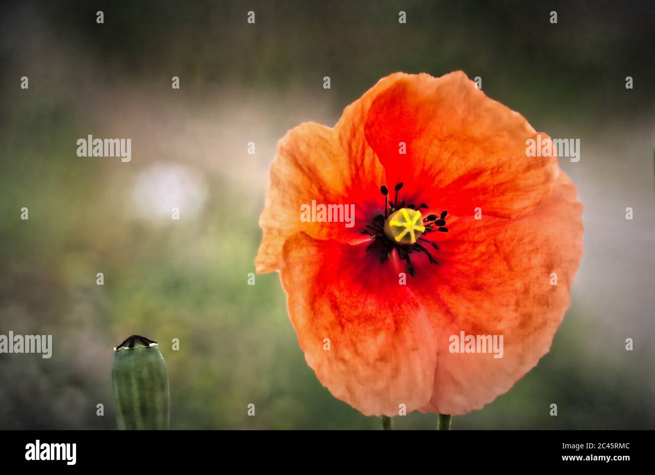 Single Red Bell Pepper Stock Photo - Alamy