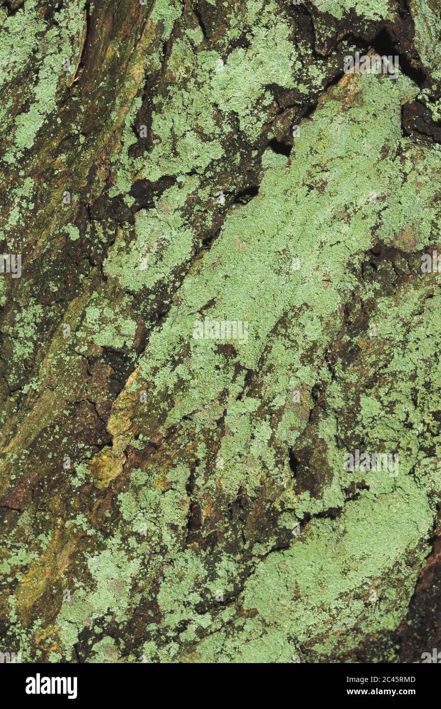 Bark as background Stock Photo - Alamy